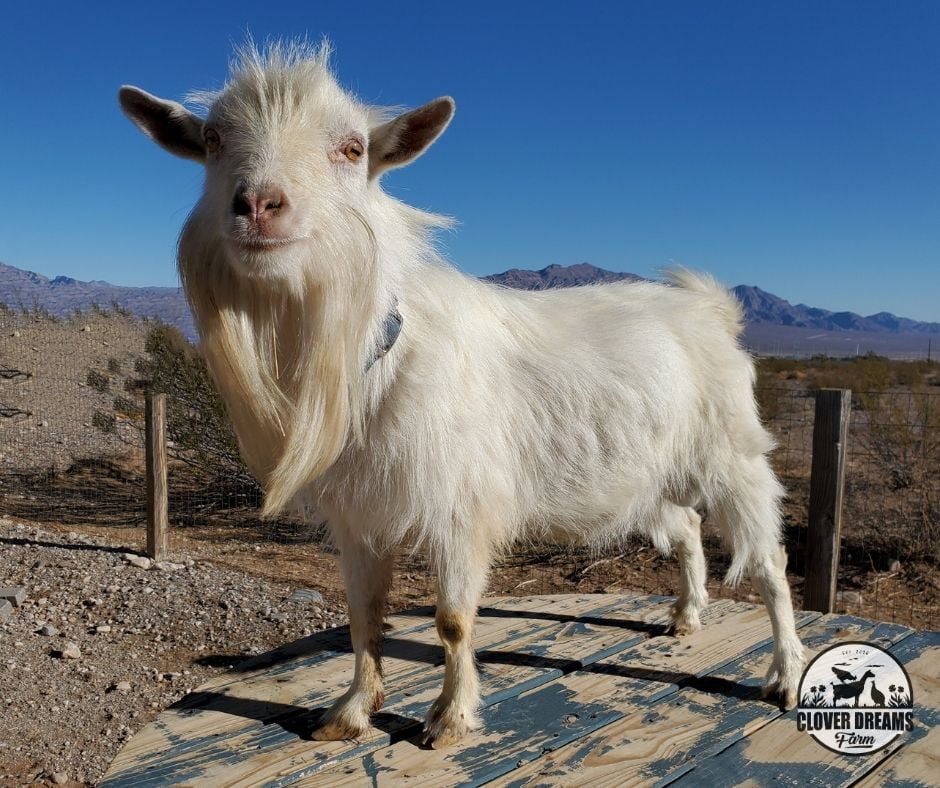 Reference Goats | Clover Dreams Farm